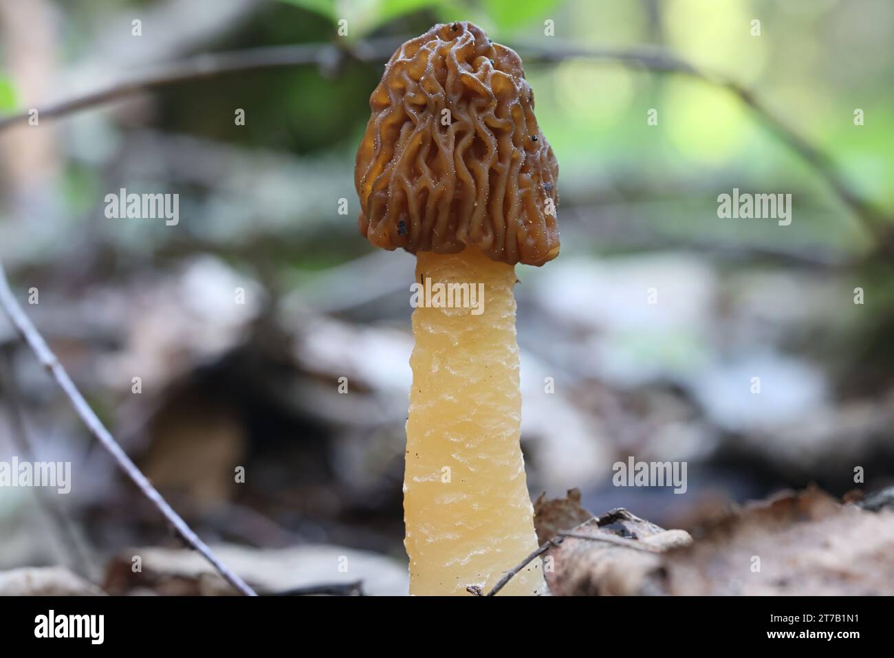 Morchella bohemica -Fotos und -Bildmaterial in hoher Auflösung – Alamy