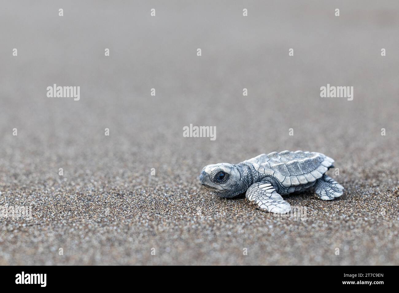 Die junge Oliven-ridley-Meeresschildkröte (Lepidochelys olivacea) läuft ...