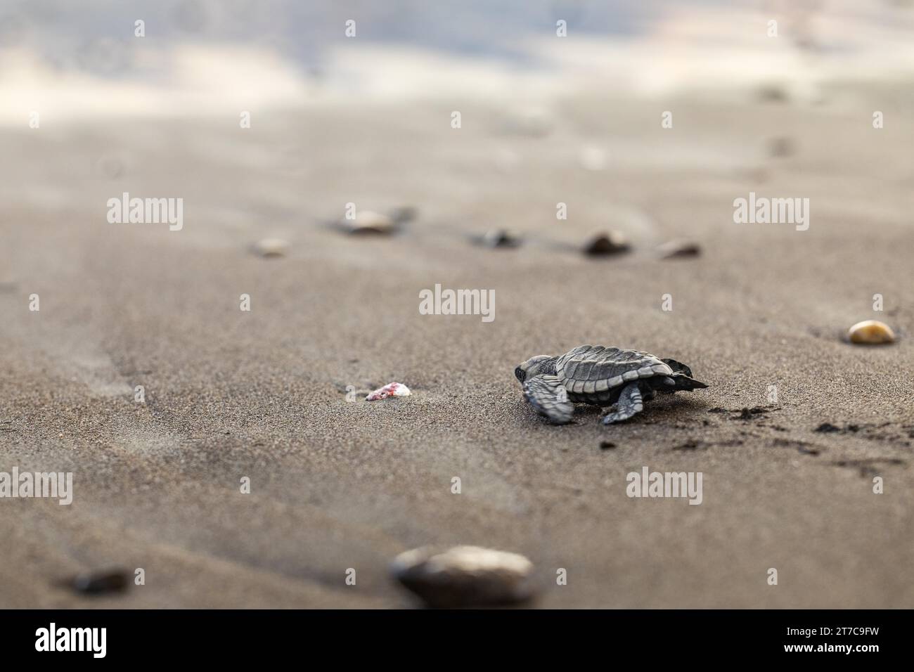 Die junge Oliven-ridley-Meeresschildkröte (Lepidochelys olivacea) läuft ...