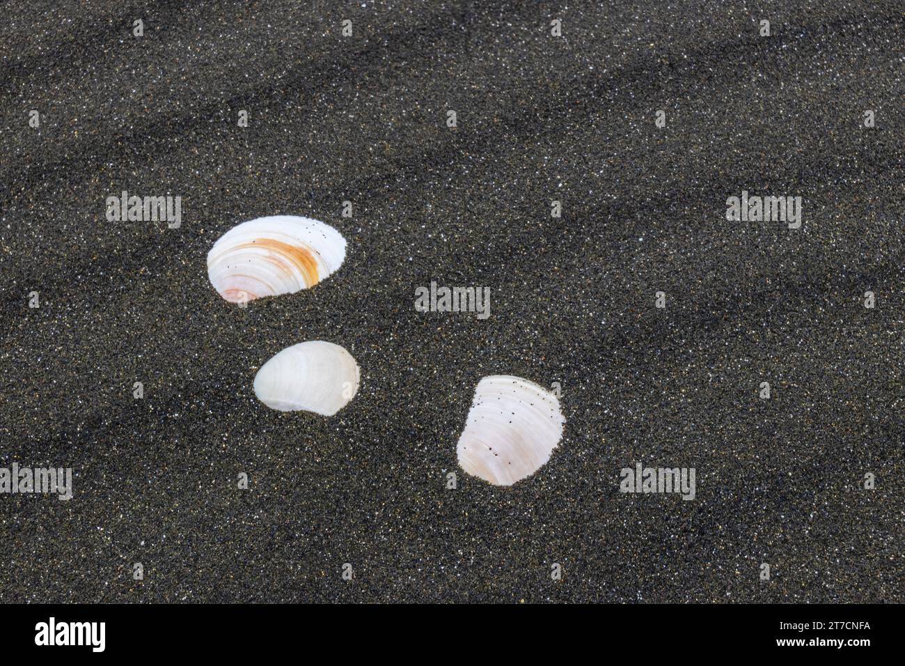 Schwarzer Sand mit drei weißen Muscheln Piha Beach, Neuseeland. Sand ...