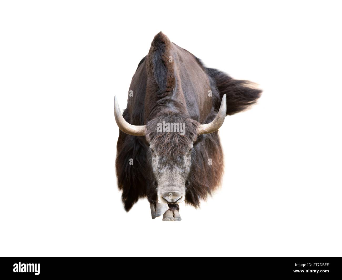 Simbolo dello yak -Fotos und -Bildmaterial in hoher Auflösung – Alamy