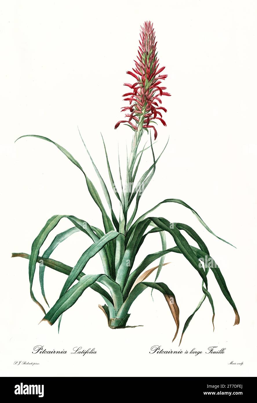 Pitcairnia angustifolia -Fotos und -Bildmaterial in hoher Auflösung – Alamy