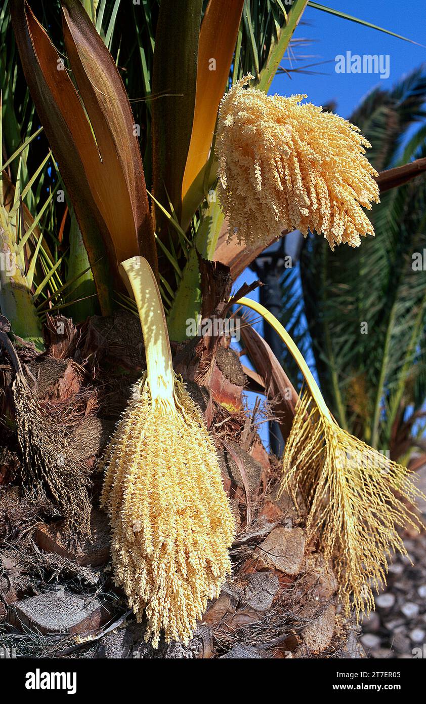 Die Kanarische Dattelpalme (Phoenix canariensis) ist eine auf den ...