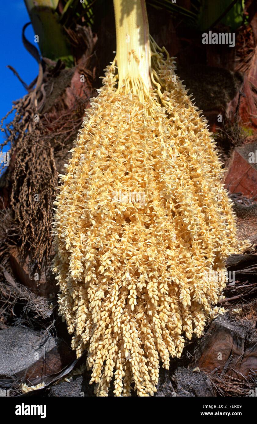 Die Kanarische Dattelpalme (Phoenix canariensis) ist eine auf den ...