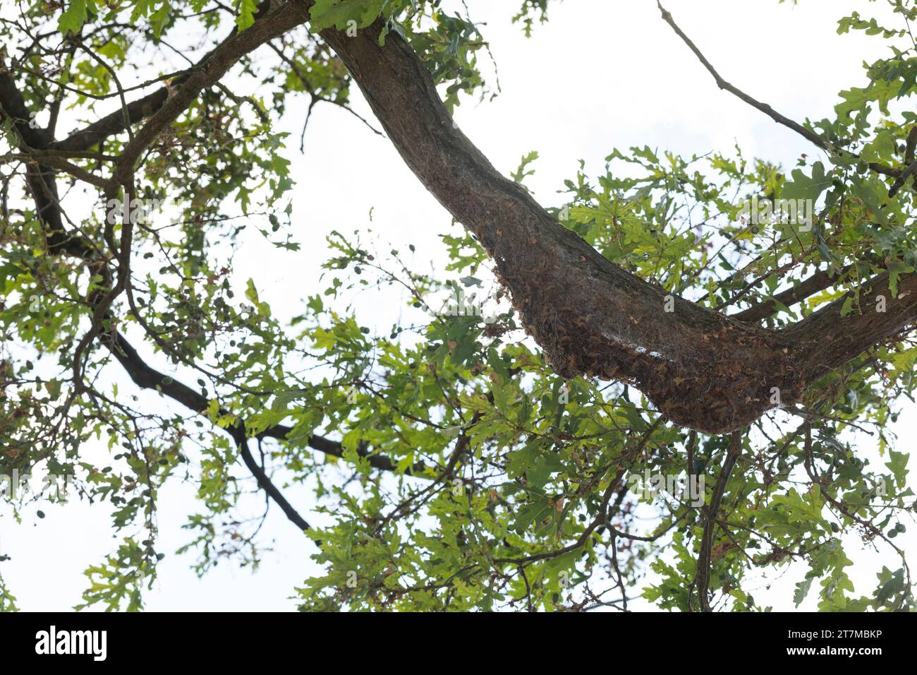 Eichen-Prozessionsspinner, Prozessionsspinner, Eichenprozessionsspinner ...