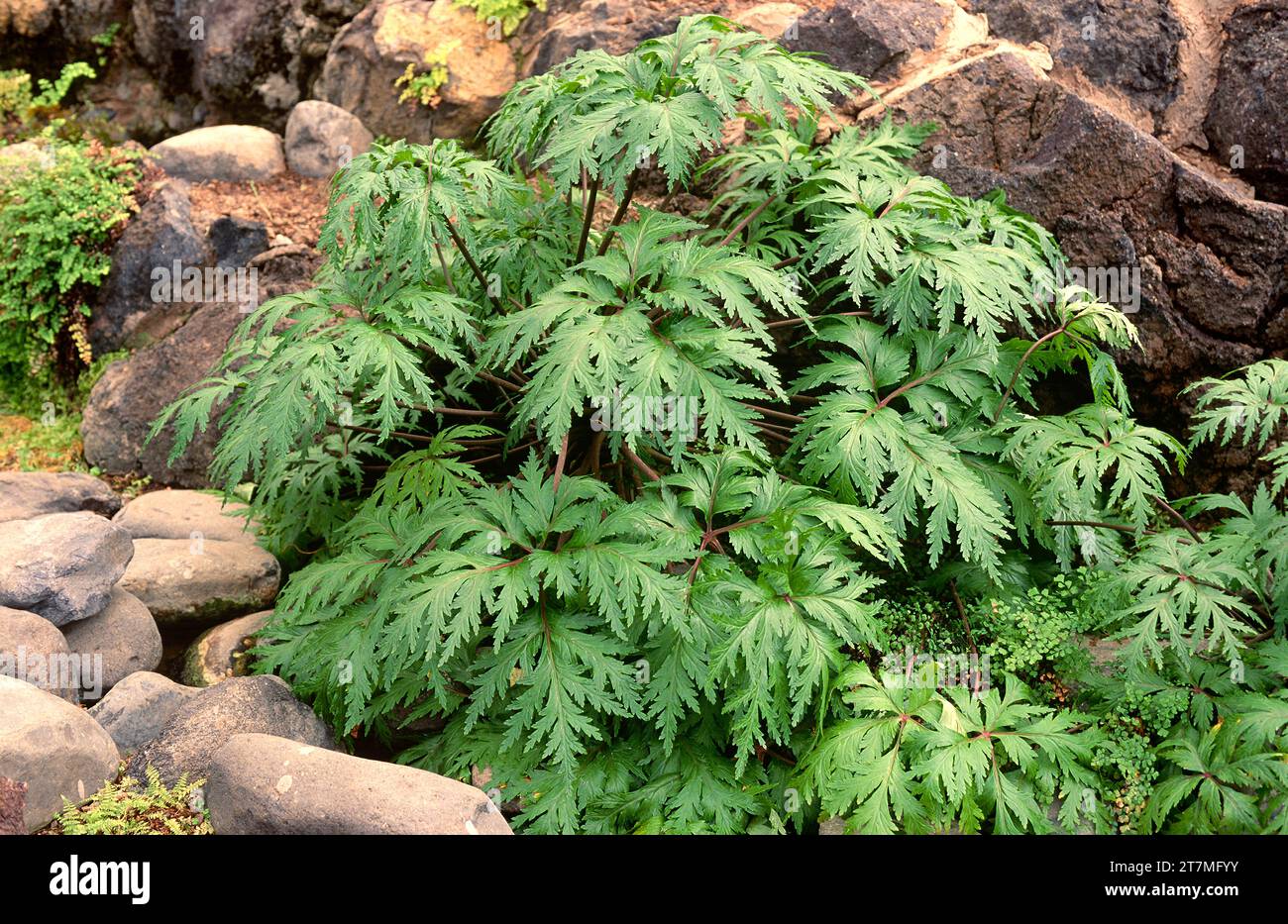 Pata de gallo -Fotos und -Bildmaterial in hoher Auflösung – Alamy