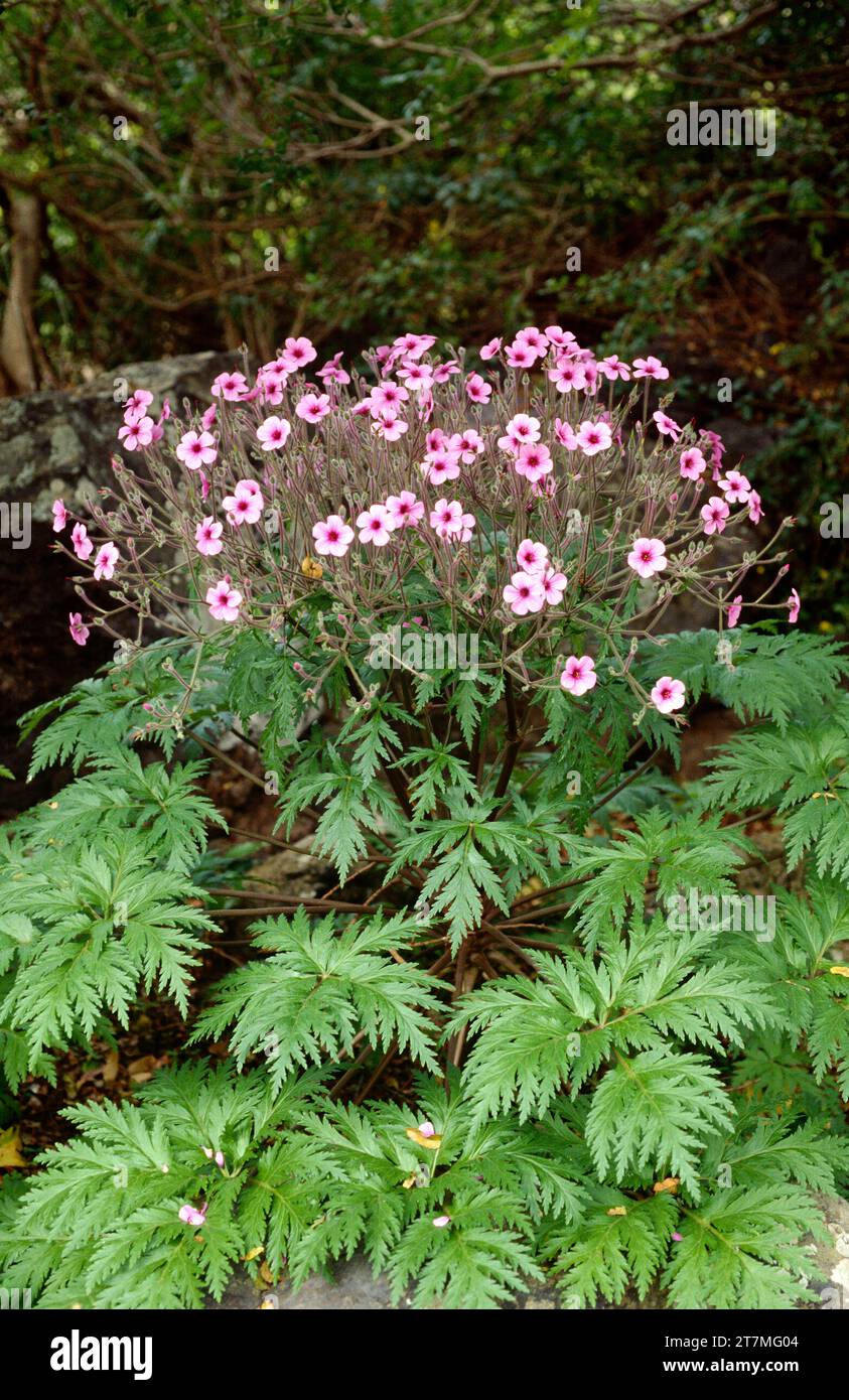 Pata de gallo -Fotos und -Bildmaterial in hoher Auflösung – Alamy