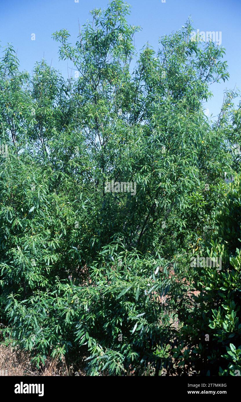 Soße canario oder sao (Salix canariensis) ist ein Laubstrauch oder ...