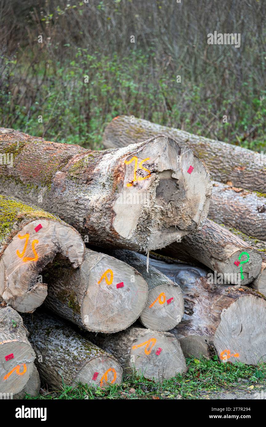 Forest tree fraxinus excelsior log -Fotos und -Bildmaterial in hoher ...