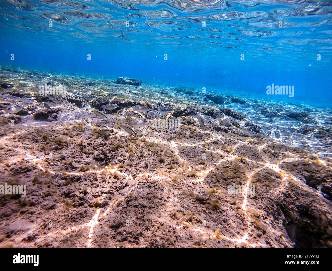 Arabischer Spinecheek, bekannt als Scolopsis Ghanam unter Wasser am ...