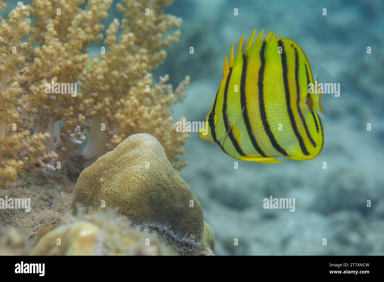 Chaetodon octofasciatus -Fotos und -Bildmaterial in hoher Auflösung – Alamy