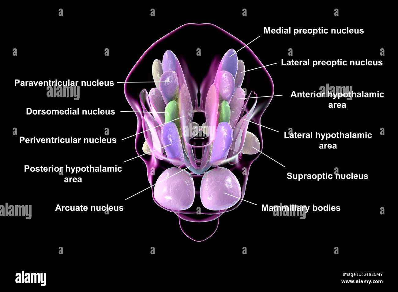 Hypothalamus nuclei anatomy -Fotos und -Bildmaterial in hoher Auflösung – Alamy
