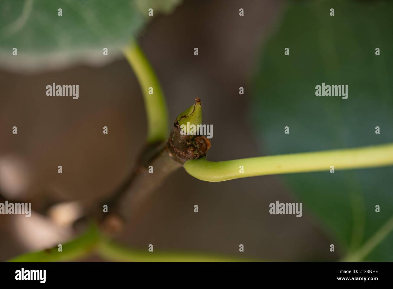 Auswirkungen des Klimawandels auf einen Feigenbaum. Im November ...
