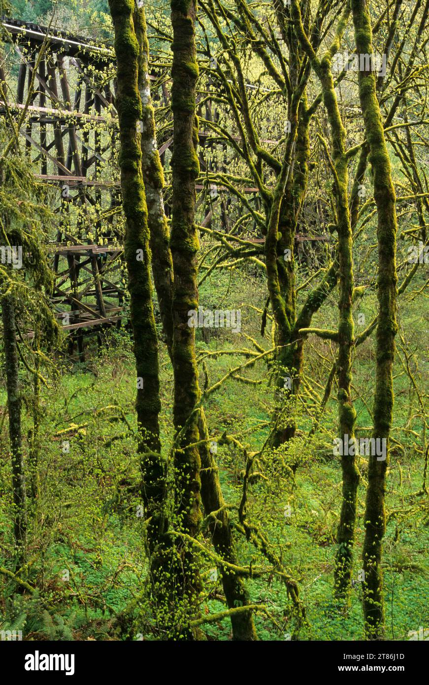 Schlendern Sie durch bigleaf Maples, Banks-Vernonia Linear Trail State ...
