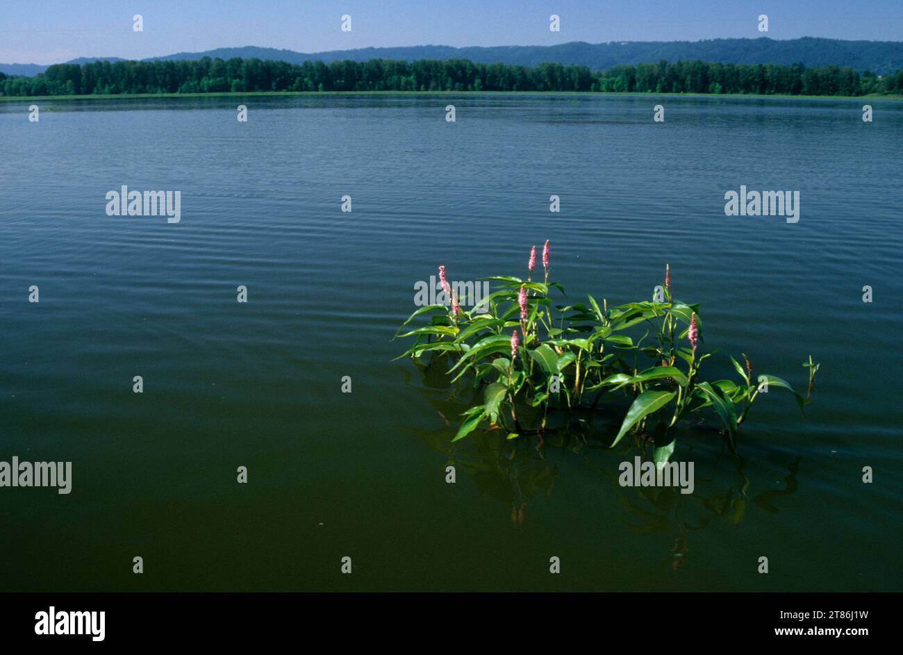 Smith und bybee lakes wildlife area -Fotos und -Bildmaterial in hoher ...