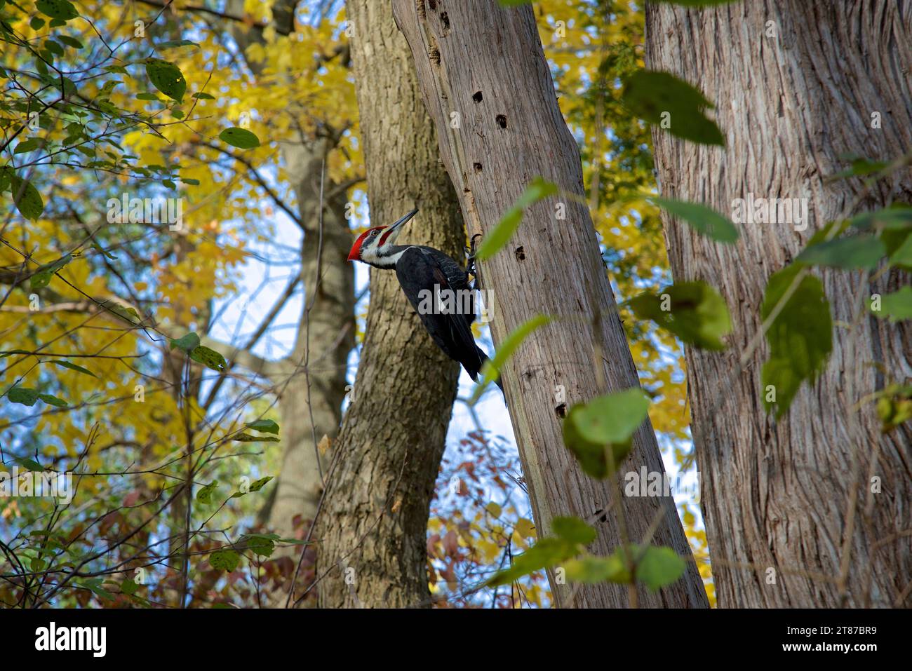 Specht eleganz -Fotos und -Bildmaterial in hoher Auflösung – Alamy