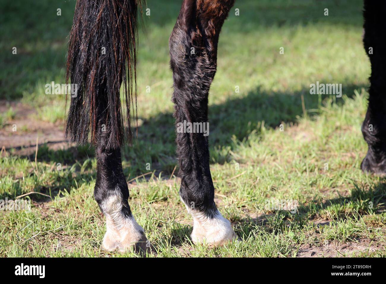 Pferde cushings krankheit -Fotos und -Bildmaterial in hoher Auflösung ...