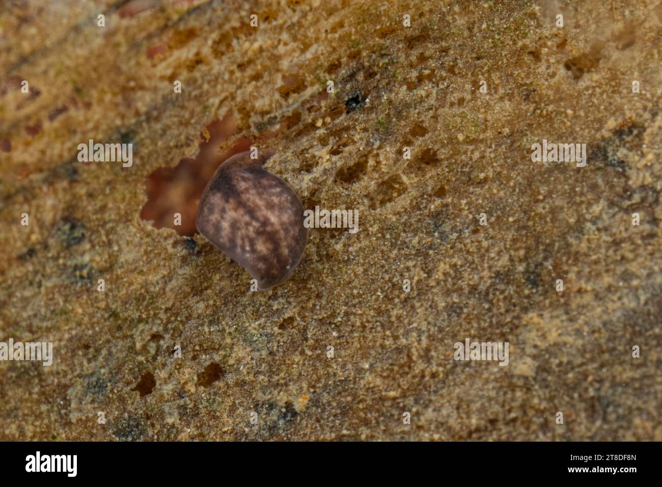 Polycelis nigra -Fotos und -Bildmaterial in hoher Auflösung – Alamy