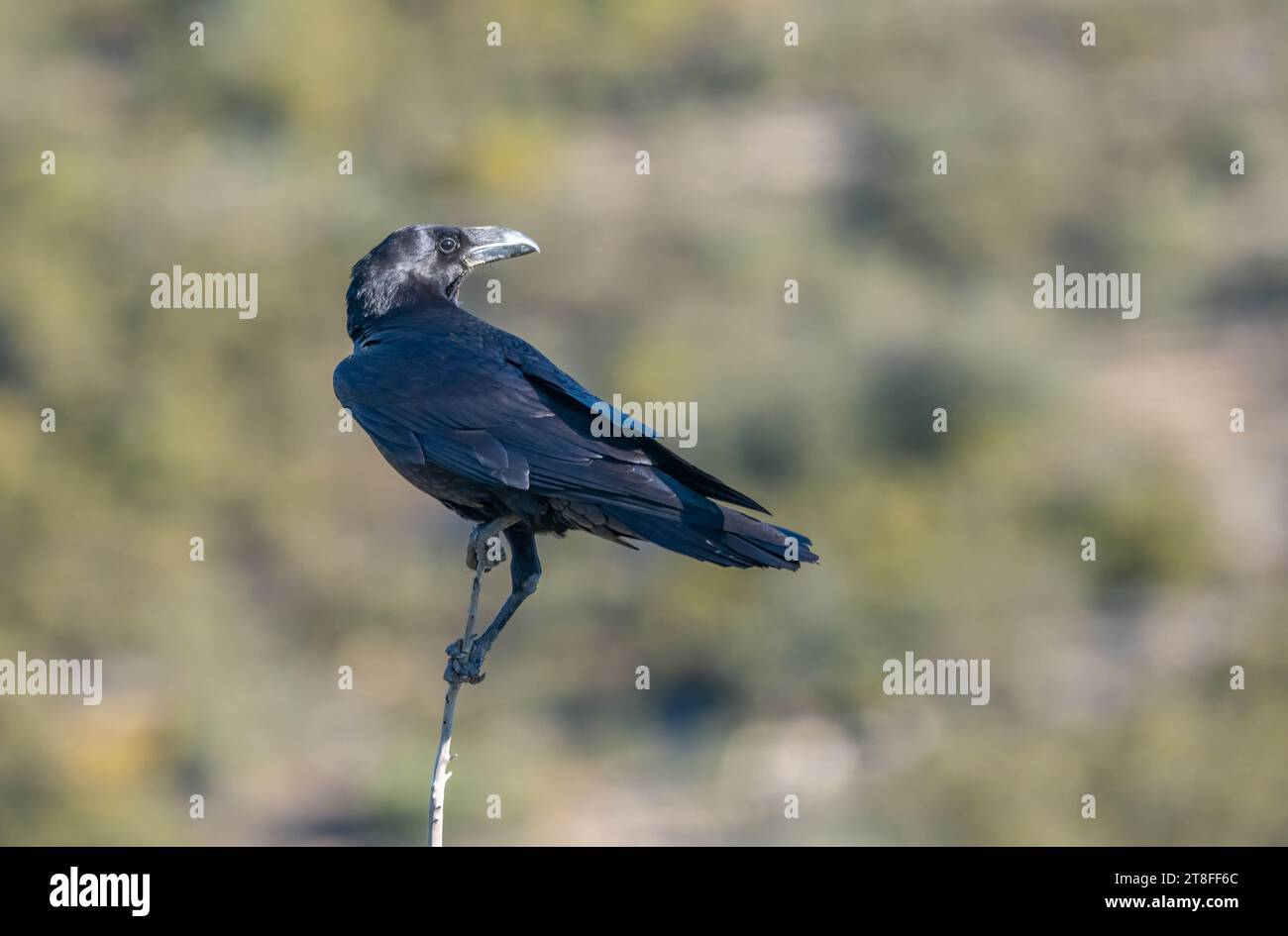 Smart raven -Fotos und -Bildmaterial in hoher Auflösung – Alamy