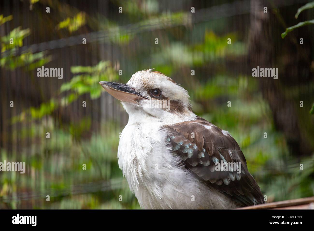 Auf einem Zweig sitzt ein charismatischer lachender Kookaburra, dessen ...