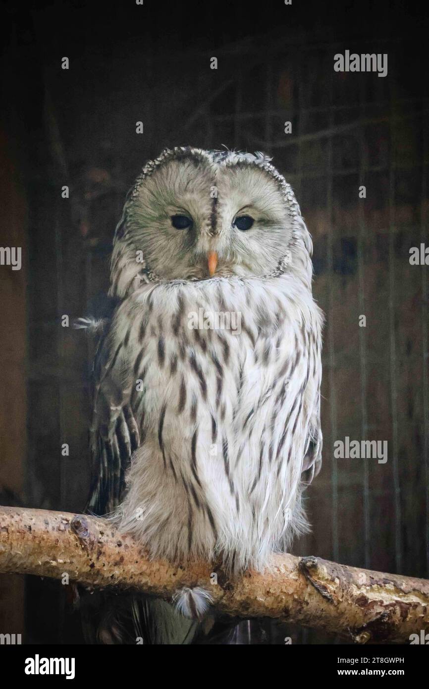 12.11.2023, Poing, DE, unterwegs in Deutschland, Fototermin, Themenbild, Verschiedene ...