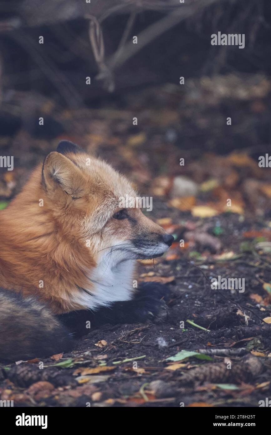 12.11.2023, Poing, DE, unterwegs in Deutschland, Fototermin, Themenbild, Verschiedene ...