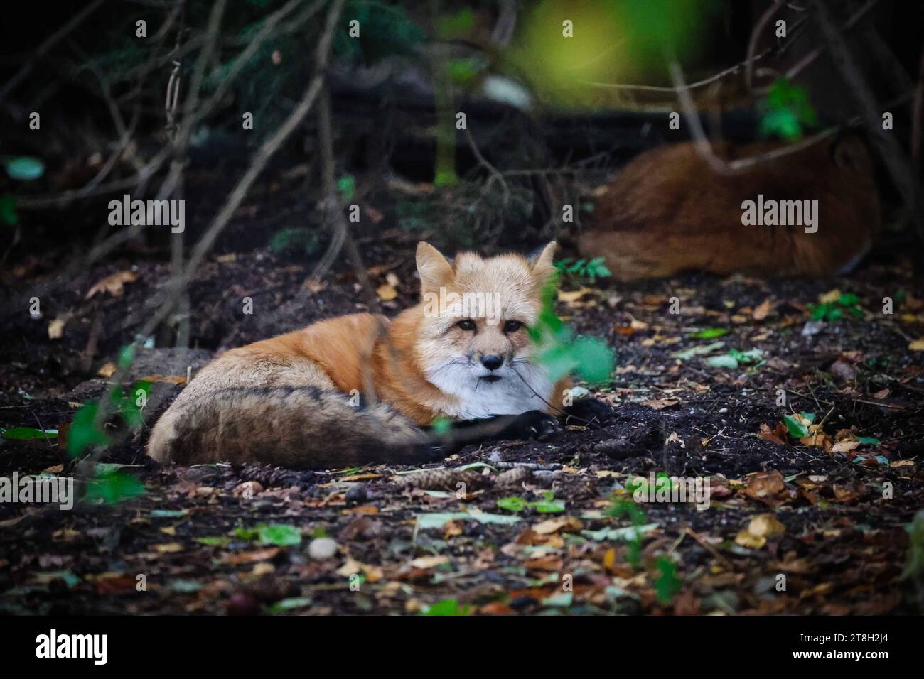 12.11.2023, Poing, DE, unterwegs in Deutschland, Fototermin, Themenbild, Verschiedene ...