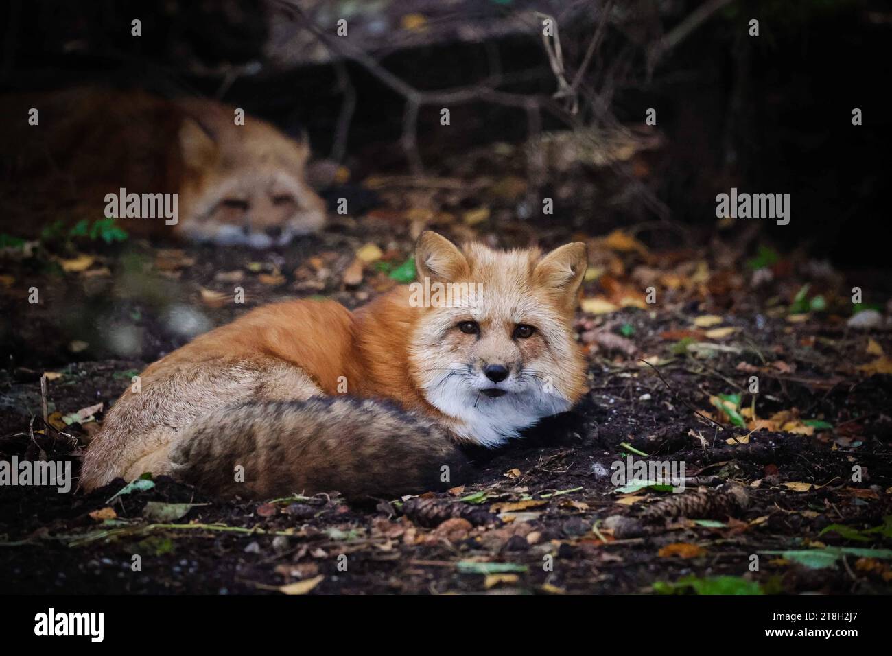 12.11.2023, Poing, DE, unterwegs in Deutschland, Fototermin, Themenbild, Verschiedene ...