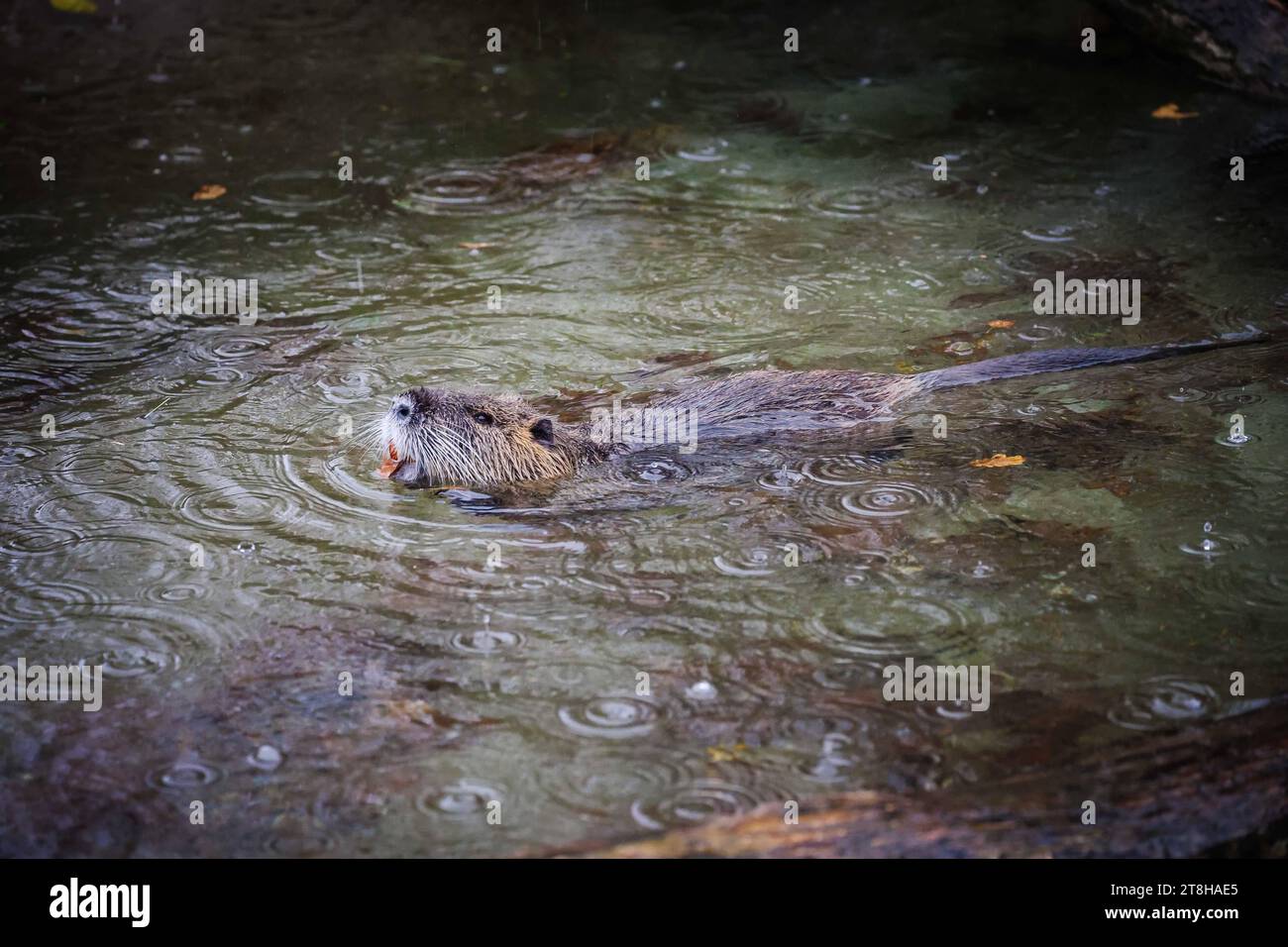 12.11.2023, Poing, DE, unterwegs in Deutschland, Fototermin, Themenbild, Verschiedene ...