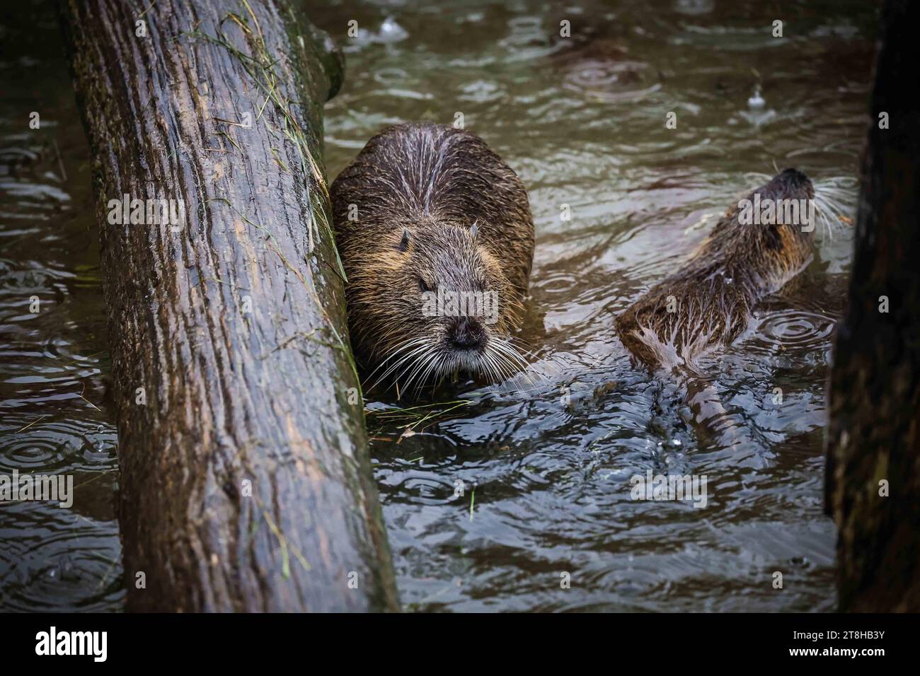 12.11.2023, Poing, DE, unterwegs in Deutschland, Fototermin, Themenbild, Verschiedene ...