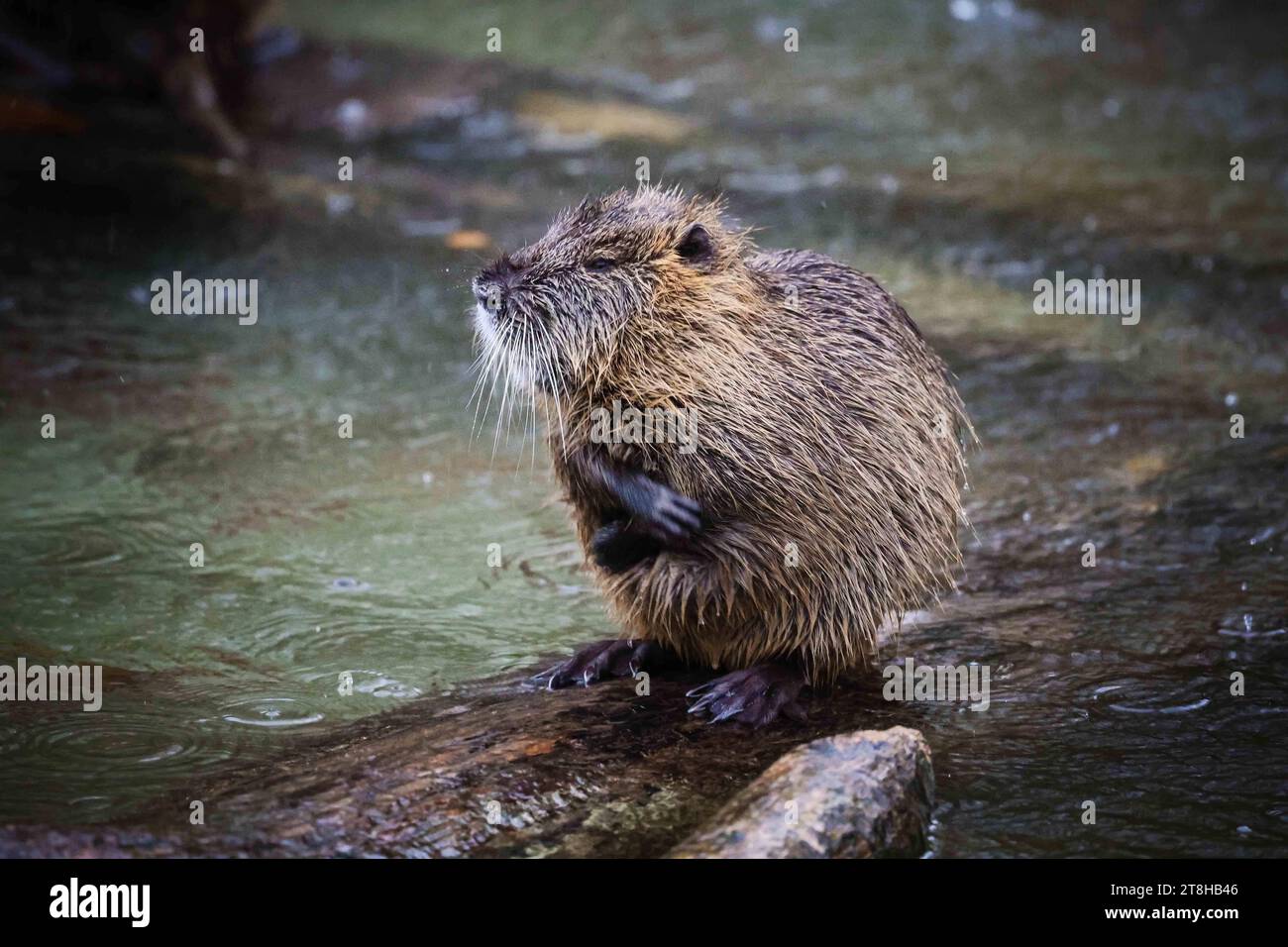 12.11.2023, Poing, DE, unterwegs in Deutschland, Fototermin, Themenbild, Verschiedene ...