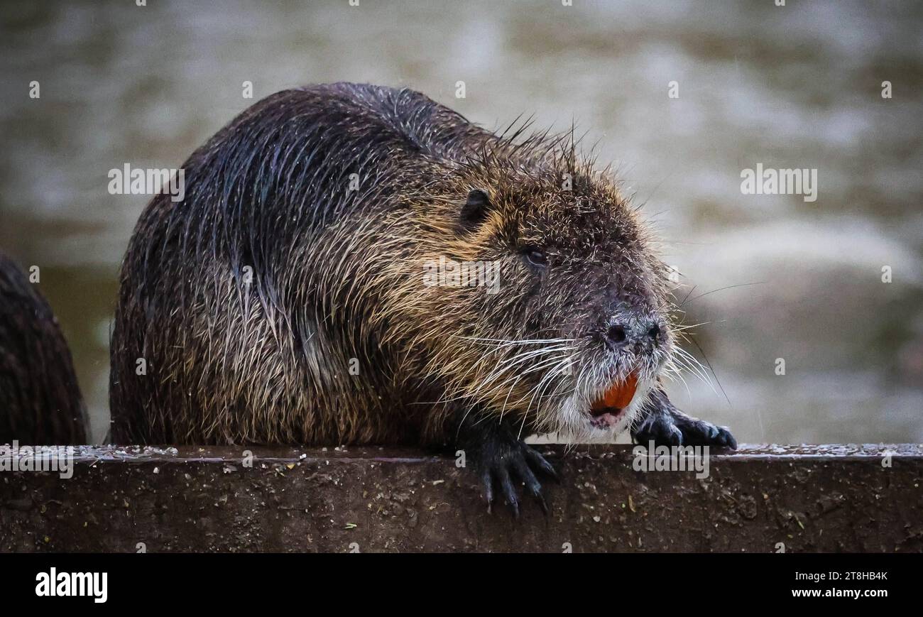 12.11.2023, Poing, DE, unterwegs in Deutschland, Fototermin, Themenbild, Verschiedene ...