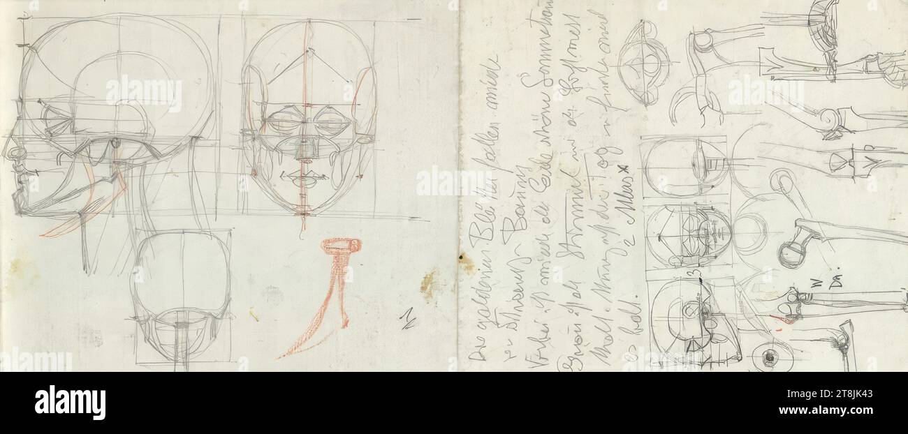 Detaillierte anatomische zeichnung von verschiedenen -Fotos und ...
