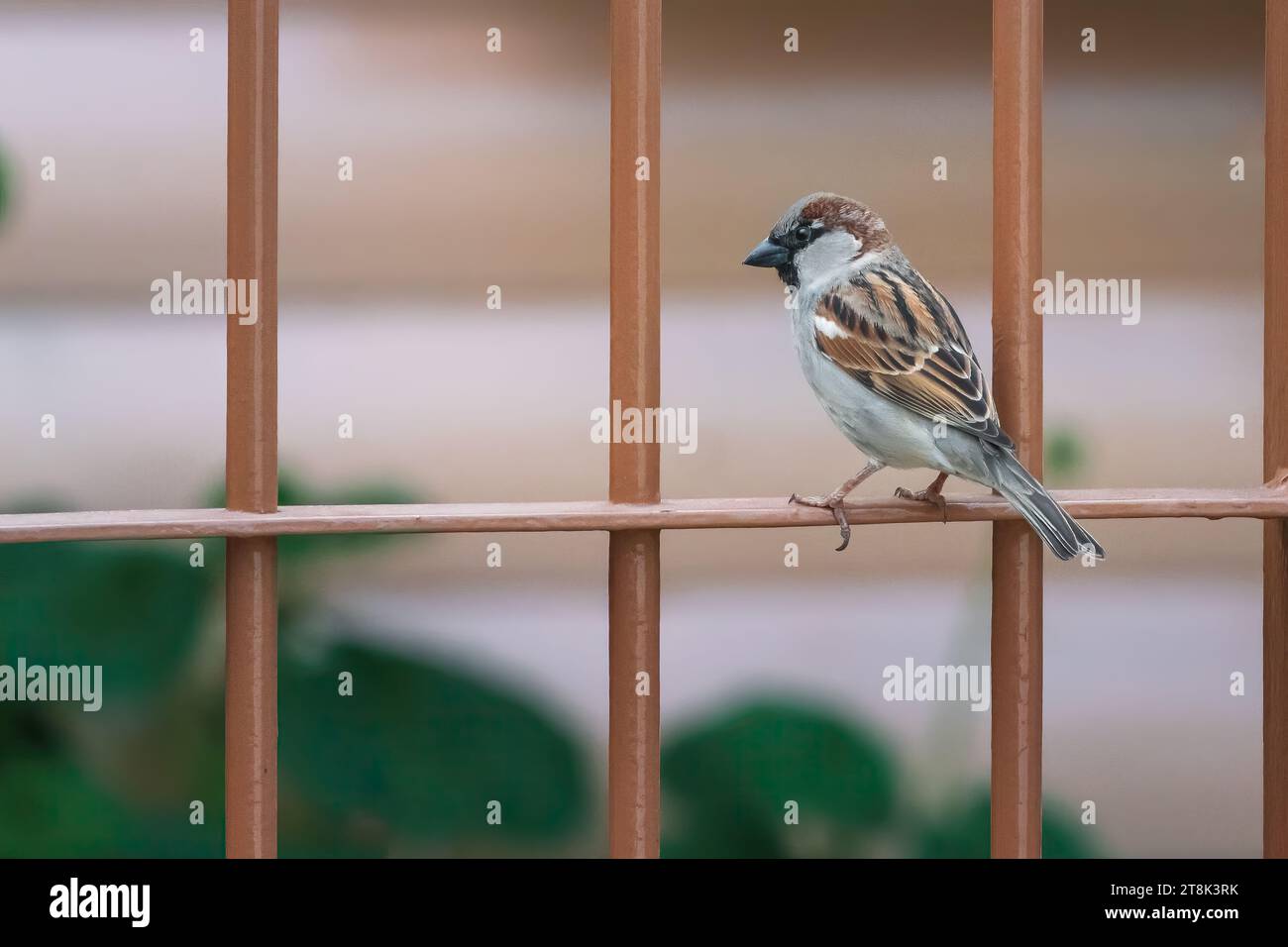 Passer domesticus hocken -Fotos und -Bildmaterial in hoher Auflösung ...