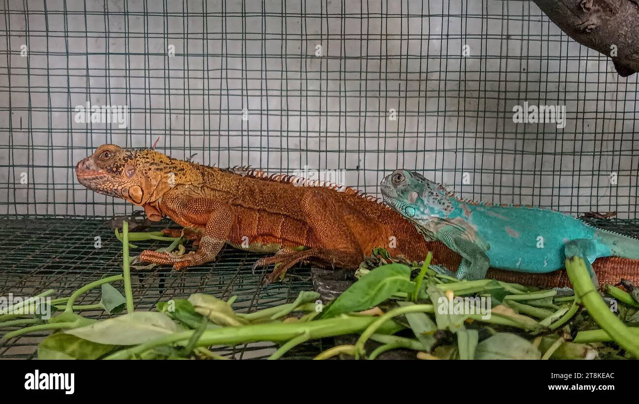 Blauer leguan -Fotos und -Bildmaterial in hoher Auflösung – Alamy