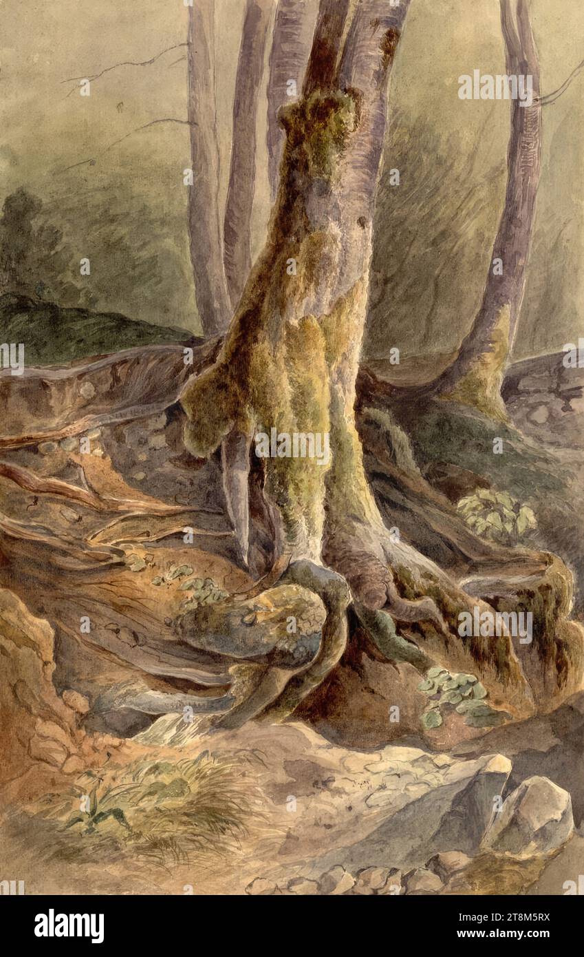 Baumstamm mit halb freiliegendem Unterlagen, Rudolf Swoboda (Wien 1859 ...