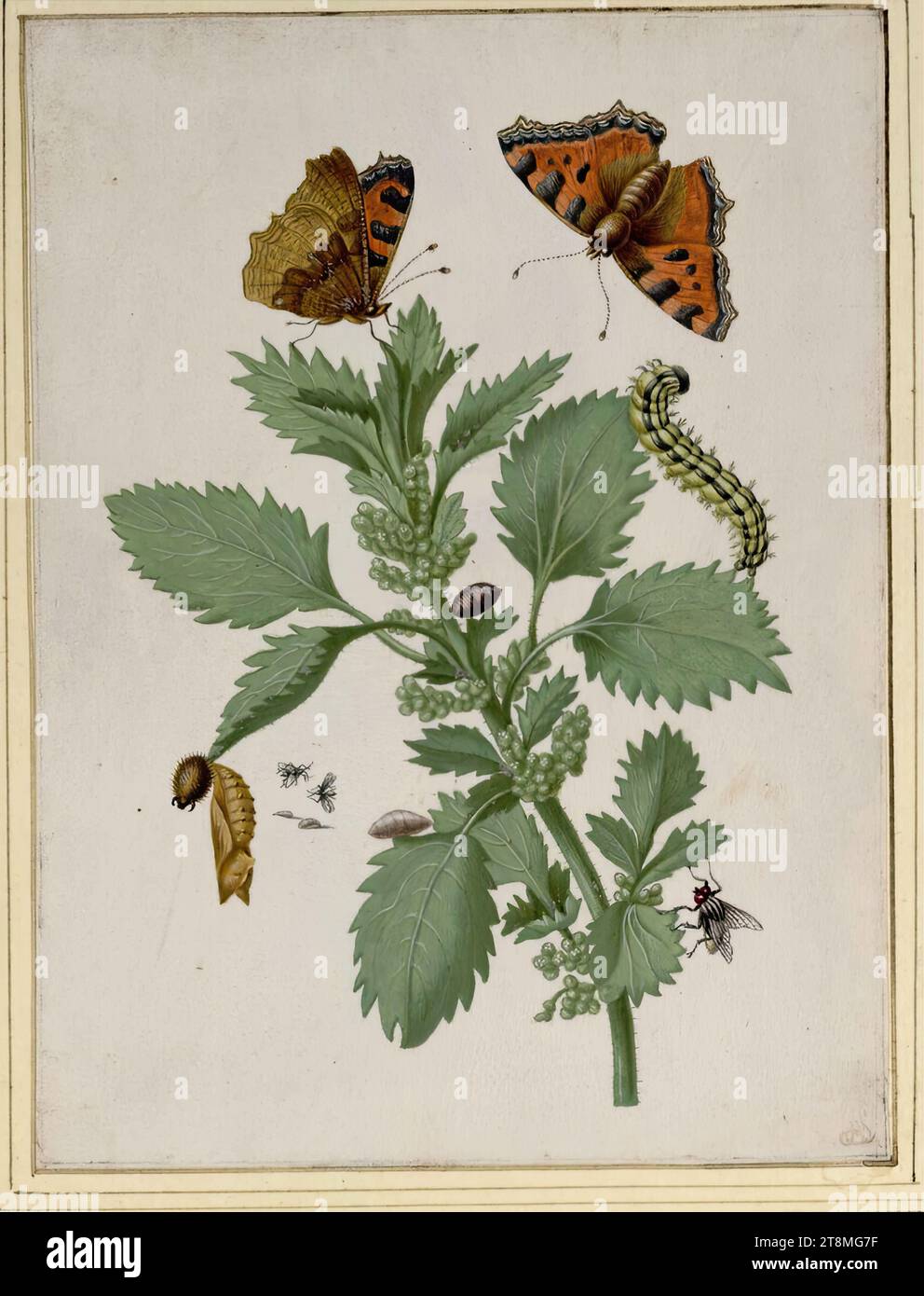 Kleiner fuchs raupe -Fotos und -Bildmaterial in hoher Auflösung – Alamy