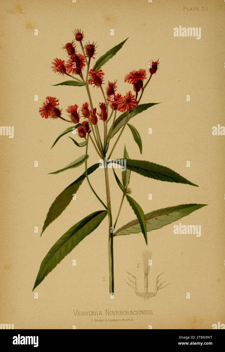 Vernonia noveboracensis -Fotos und -Bildmaterial in hoher Auflösung – Alamy