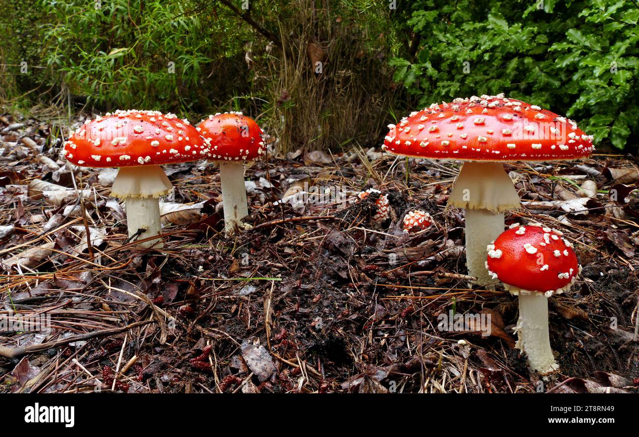Fly Agric, der Fliegenpilz, Amanita muscaria, ist ein Halluzinogen und ...