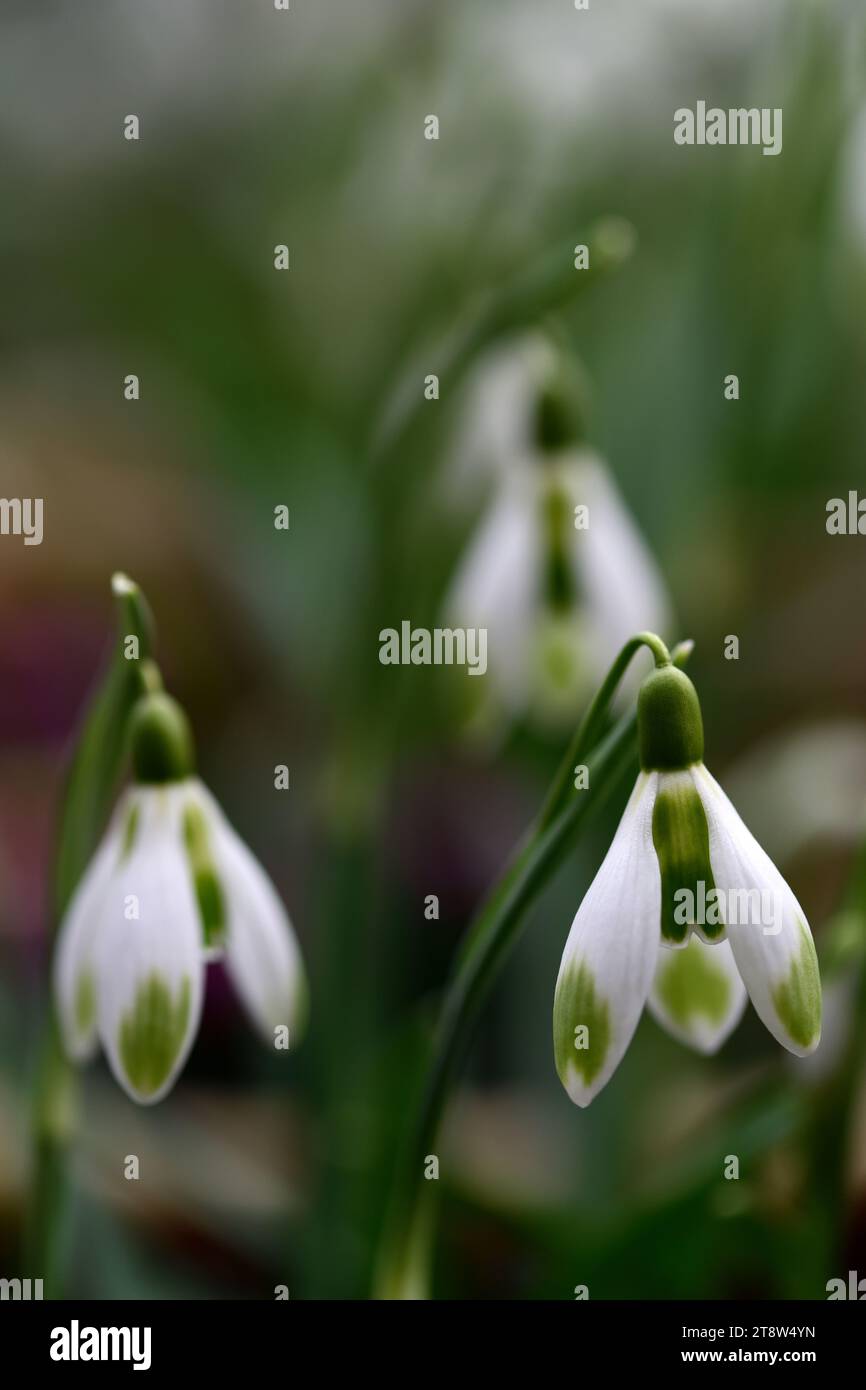 Galanthus Joe Spotted, virescent Hybrid Schneeglöckchen, grüne ...