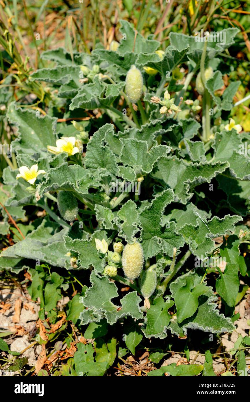 Pepinillo del diablo -Fotos und -Bildmaterial in hoher Auflösung – Alamy