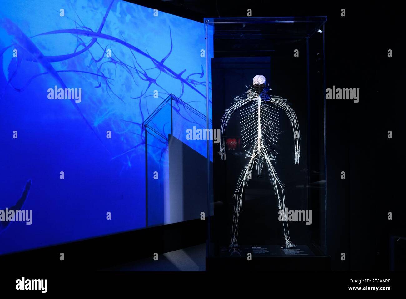 Zagreb, Kroatien. November 2023. Während der Ausstellung Body Worlds Vital des deutschen ...