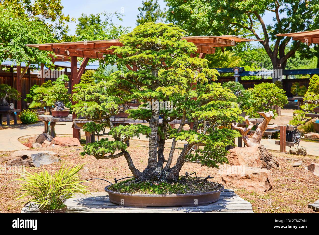 Einzelner Bonsai-Baum mit fünf separaten Stämmen in einem kleinen ...