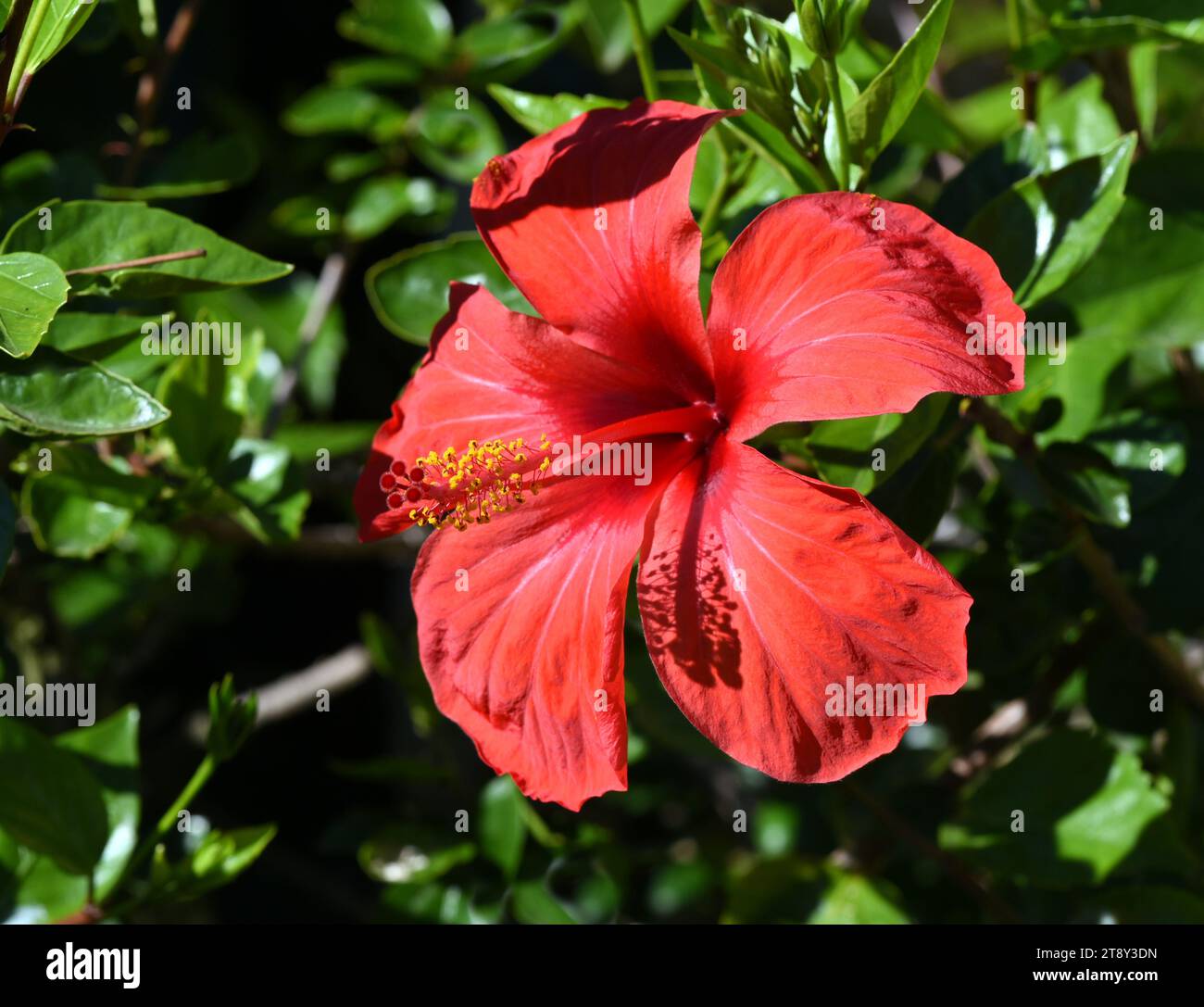 Hibiscus rosa-sinensis, auch Roseneibisch genannt, ist eine Heilpflanze ...