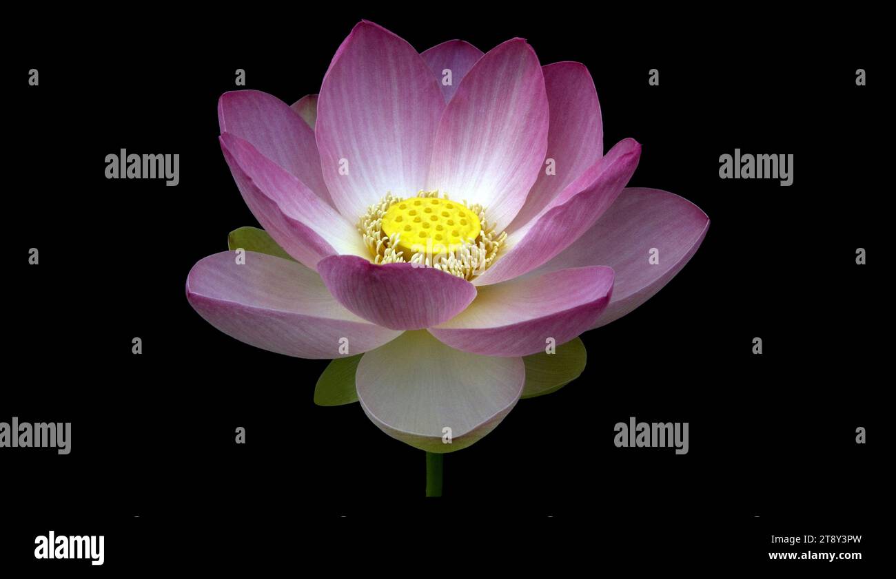 Lotosblume, Lotus nucifera, ist eine wunderschoene indische Wasser- und ...