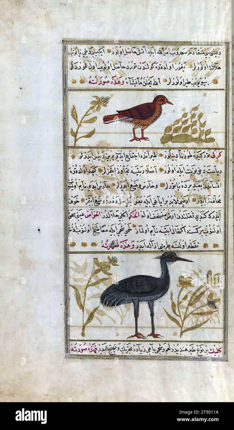 Türkische Version der Wunder der Schöpfung, ein indischer Vogel namens ...