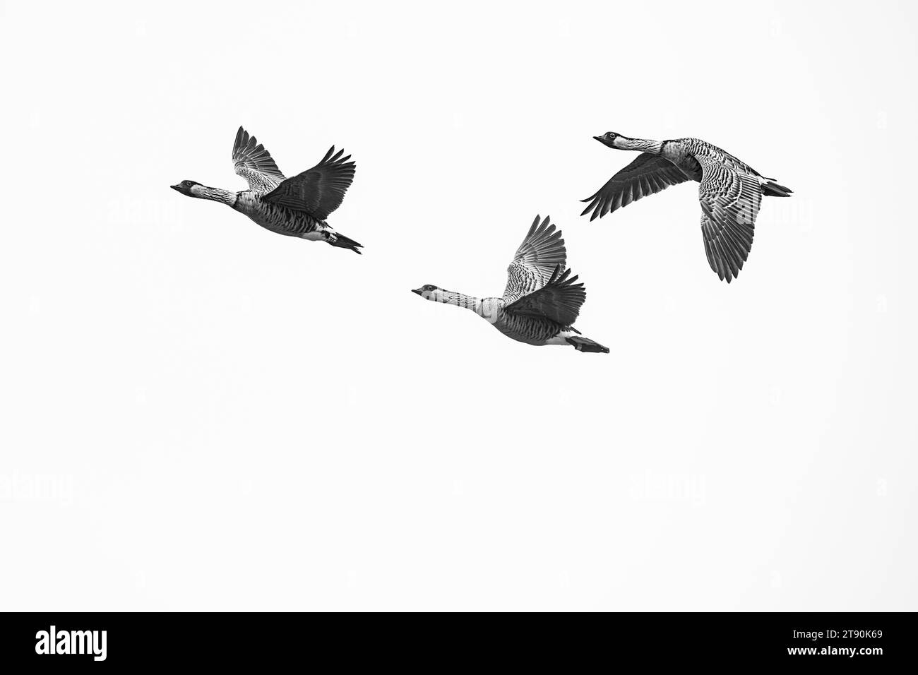 Einheimische gans hawaii -Fotos und -Bildmaterial in hoher Auflösung ...