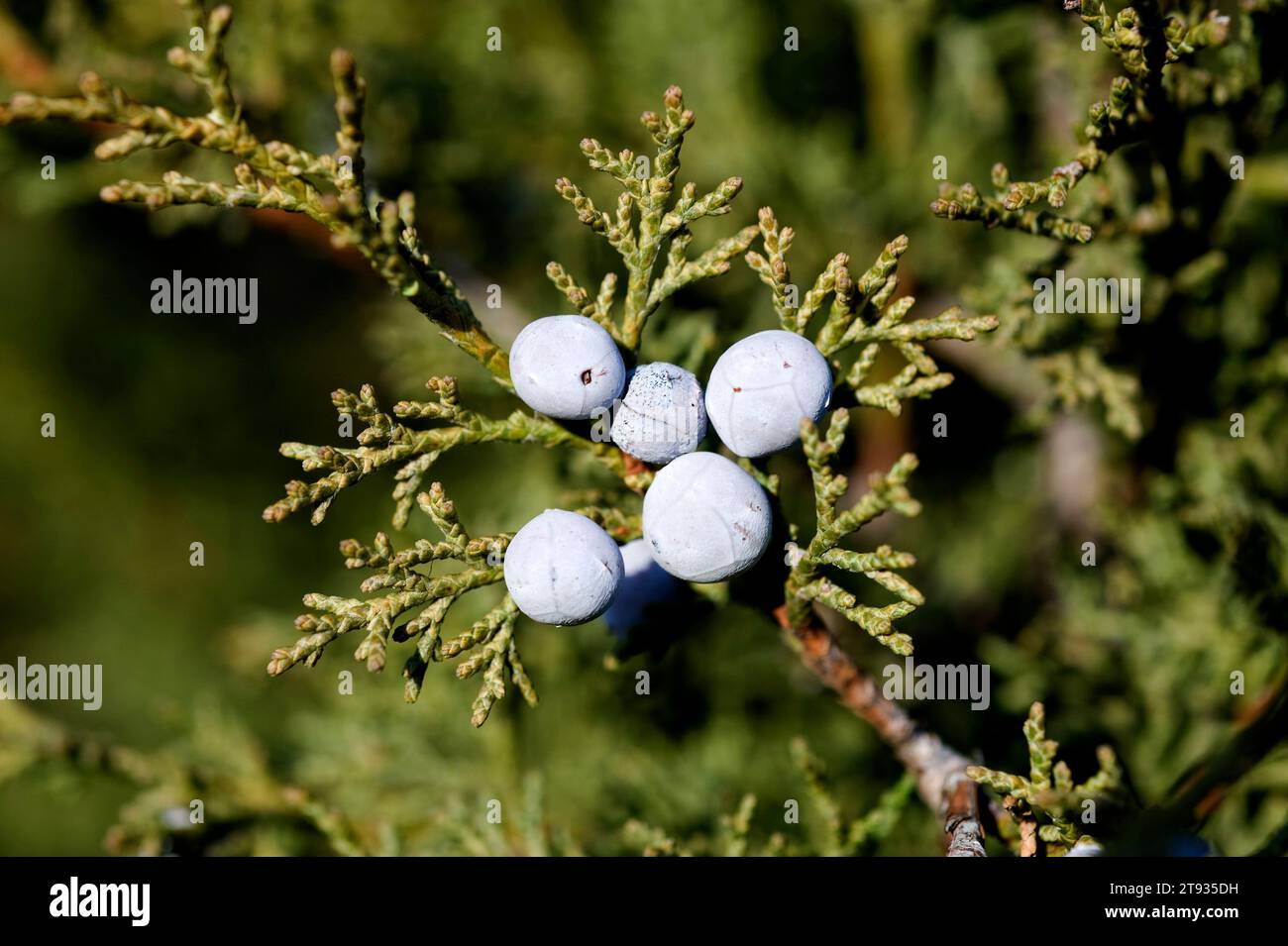 Der spanische wacholder (Juniperus thurifera) ist ein kleiner Baum, der ...