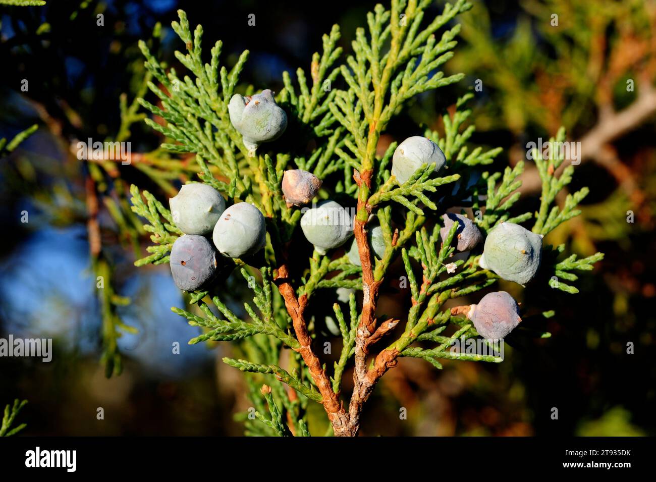 Der spanische wacholder (Juniperus thurifera) ist ein kleiner Baum, der ...