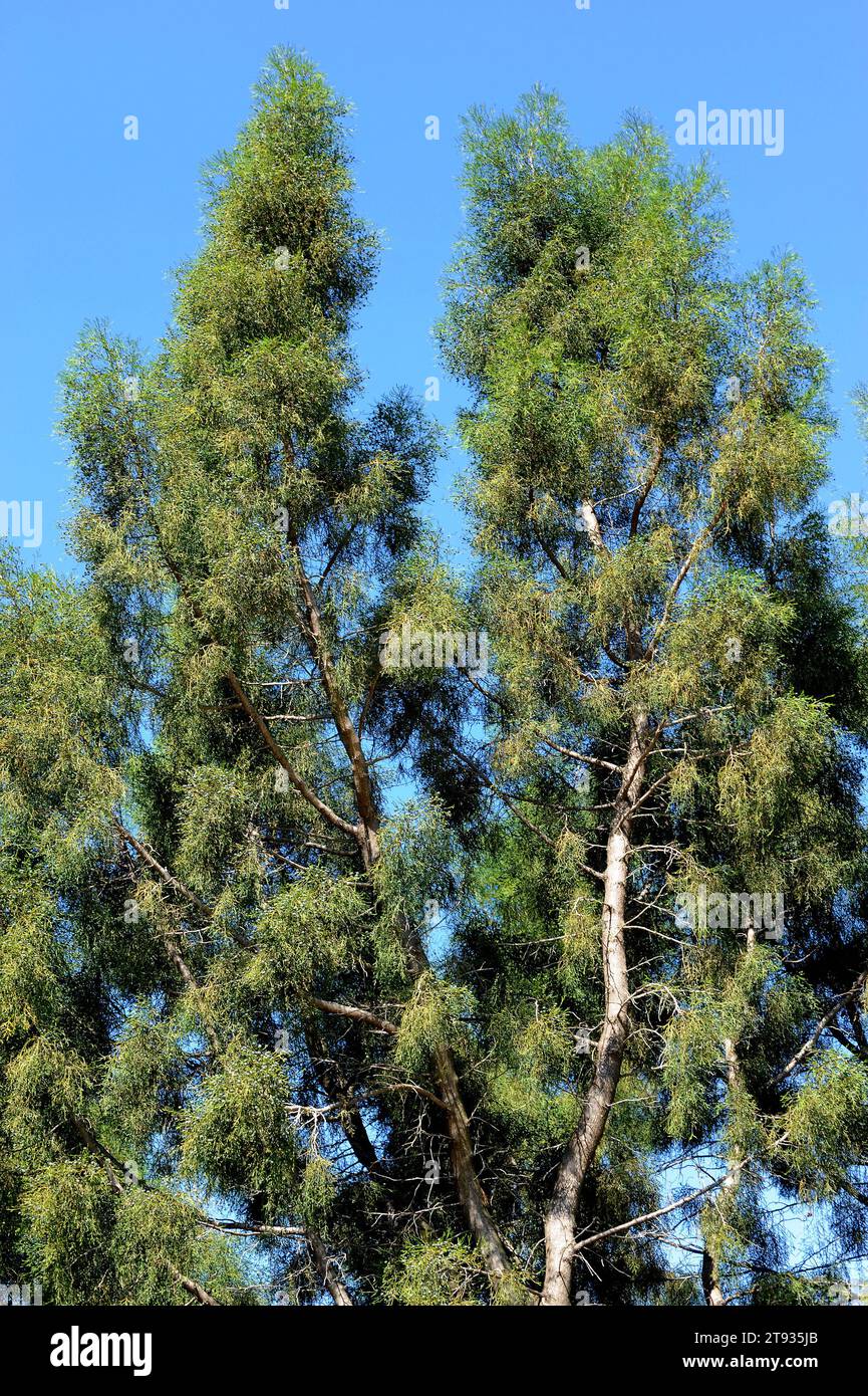 Araar, Arar oder Sandarac (Tetraclinis articulata oder Thuja articulata ...